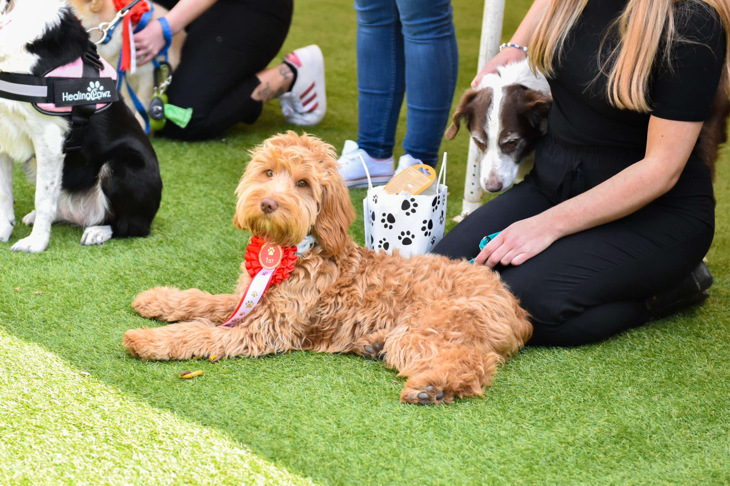 Popular ‘Barket’ Dog Market due to be hosted at Marshall’s Yard